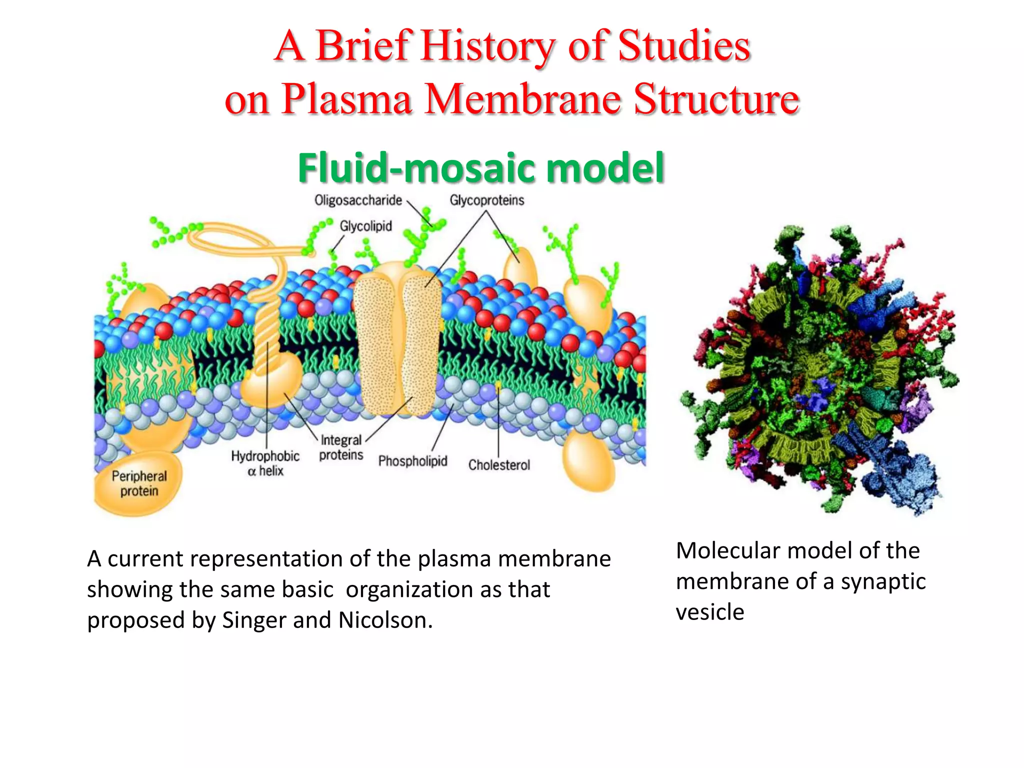 2.1CELLULAR MEMBRANES intro and history.pptx