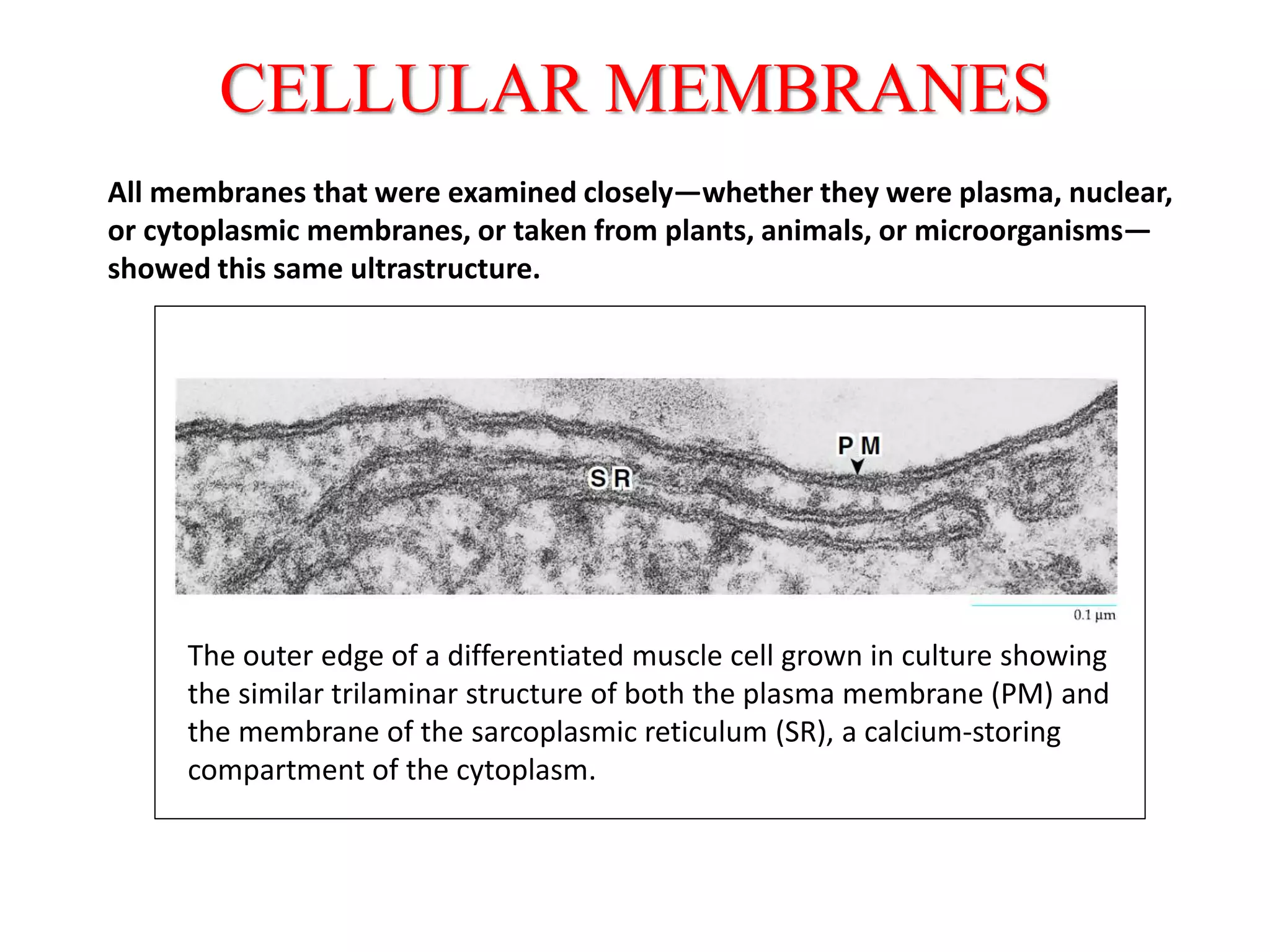2.1CELLULAR MEMBRANES intro and history.pptx