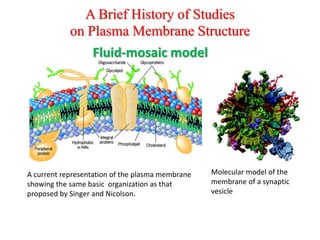 2.1CELLULAR MEMBRANES intro and history.pptx