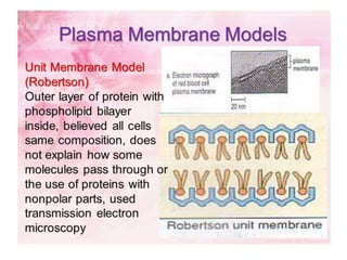 2.1CELLULAR MEMBRANES intro and history.pptx