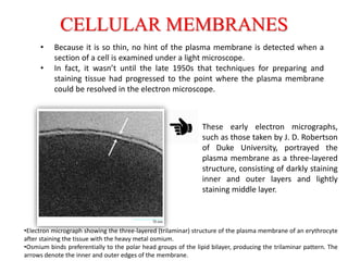 2.1CELLULAR MEMBRANES intro and history.pptx