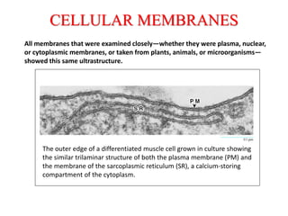 2.1CELLULAR MEMBRANES intro and history.pptx