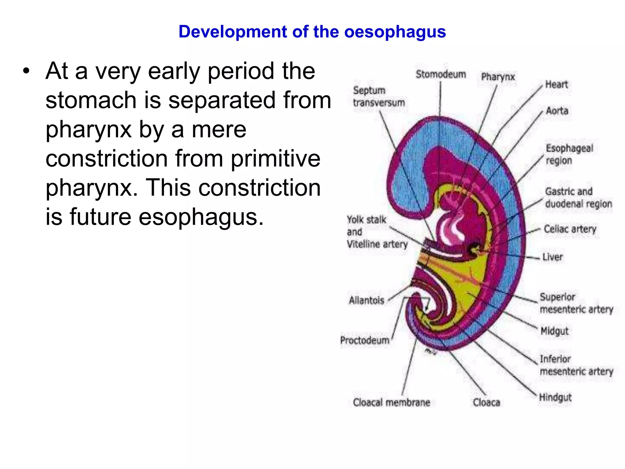 2.Anatomy of oesophagus.ppt | Pregnancy | Reproductive Health