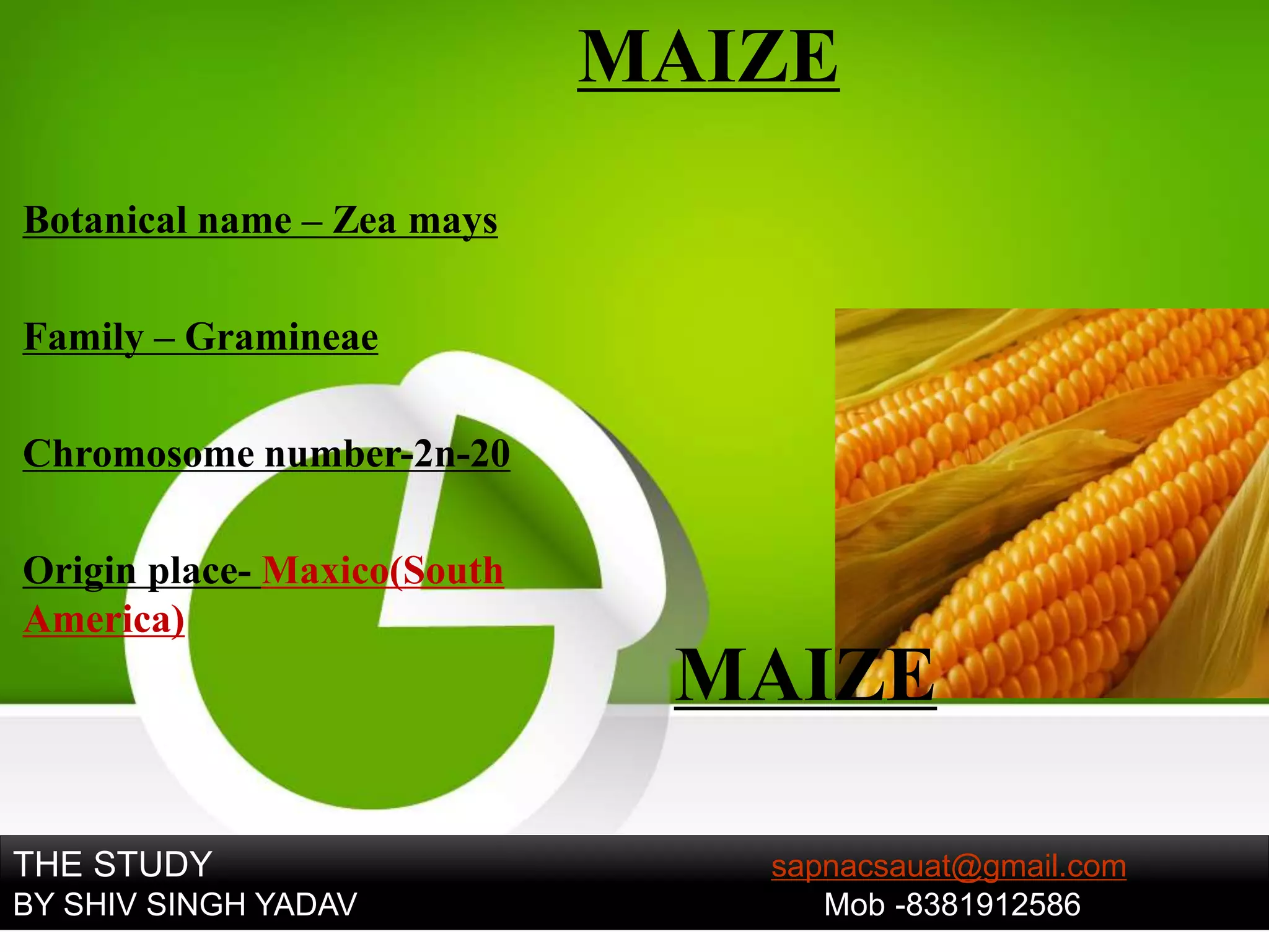 Maize .ppt | PPTX