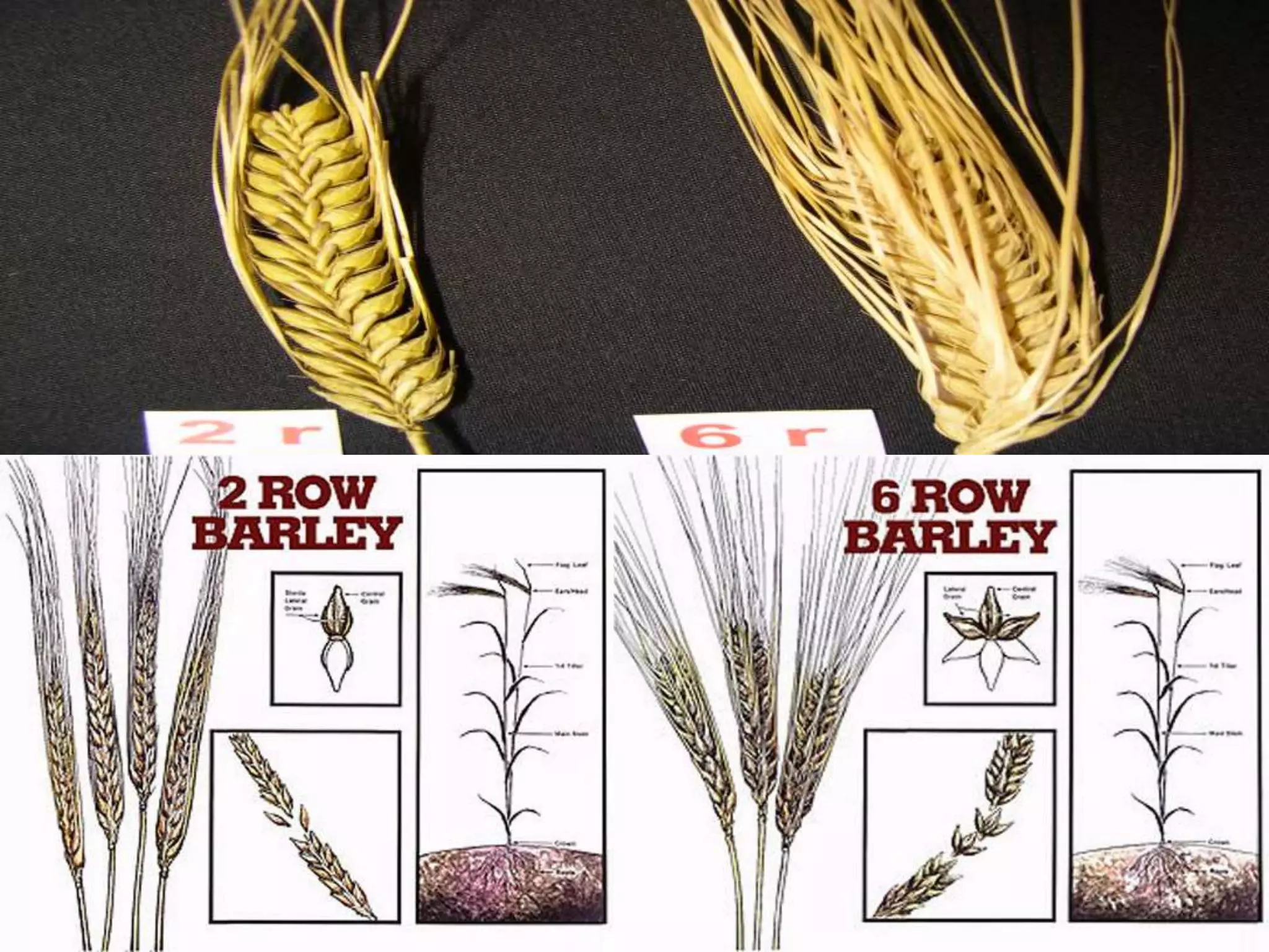 Barley Crop.ppt slidshare | PPTX | Agriculture | Industries