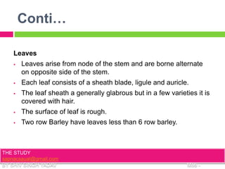 Barley Crop.ppt slidshare | PPTX