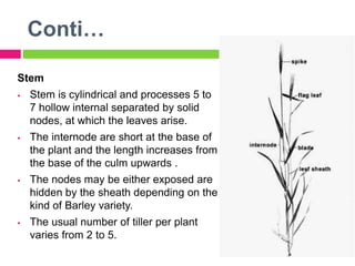 Barley Plant Diagram