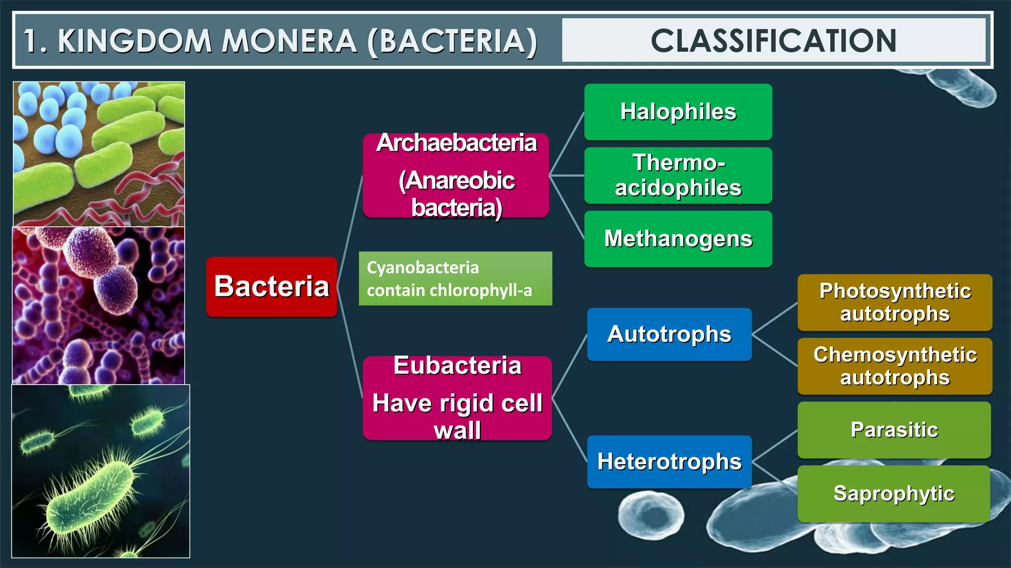 Biological classification by BNP | PPT