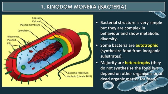 Biological classification by BNP | PPT