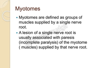 2. Myotomes.pptx