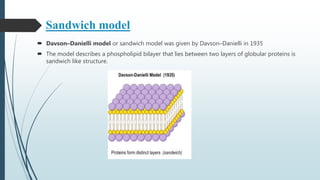 2.CELL...pptx | Biological Sciences | Science