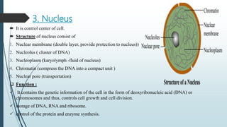2.CELL...pptx