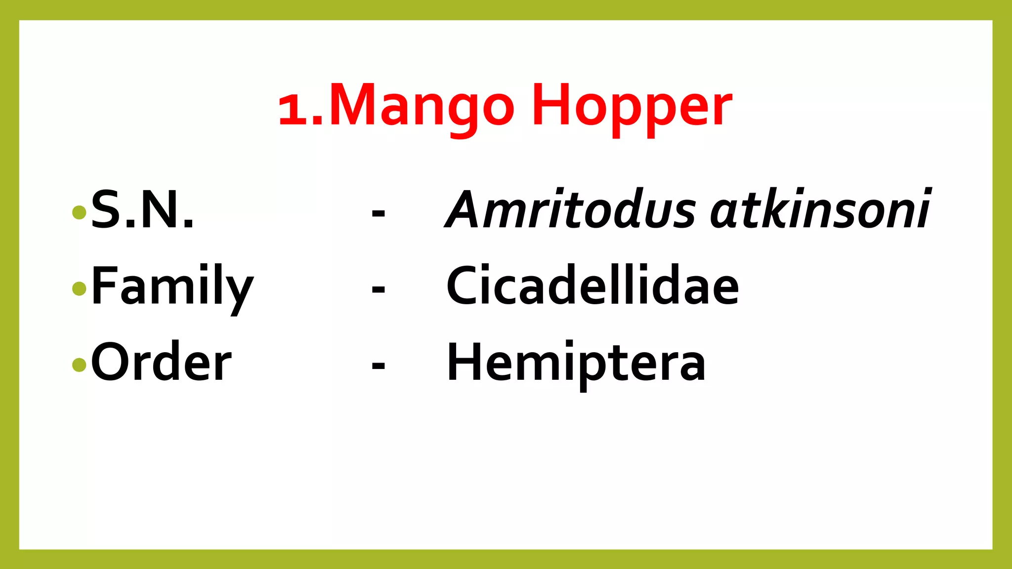 Pests of Mango | PPTX