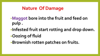 Pests of Mango | PPTX
