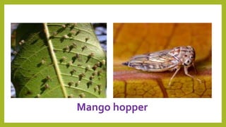 Pests of Mango | PPTX