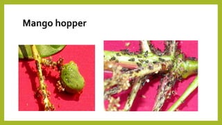 Pests of Mango | PPTX