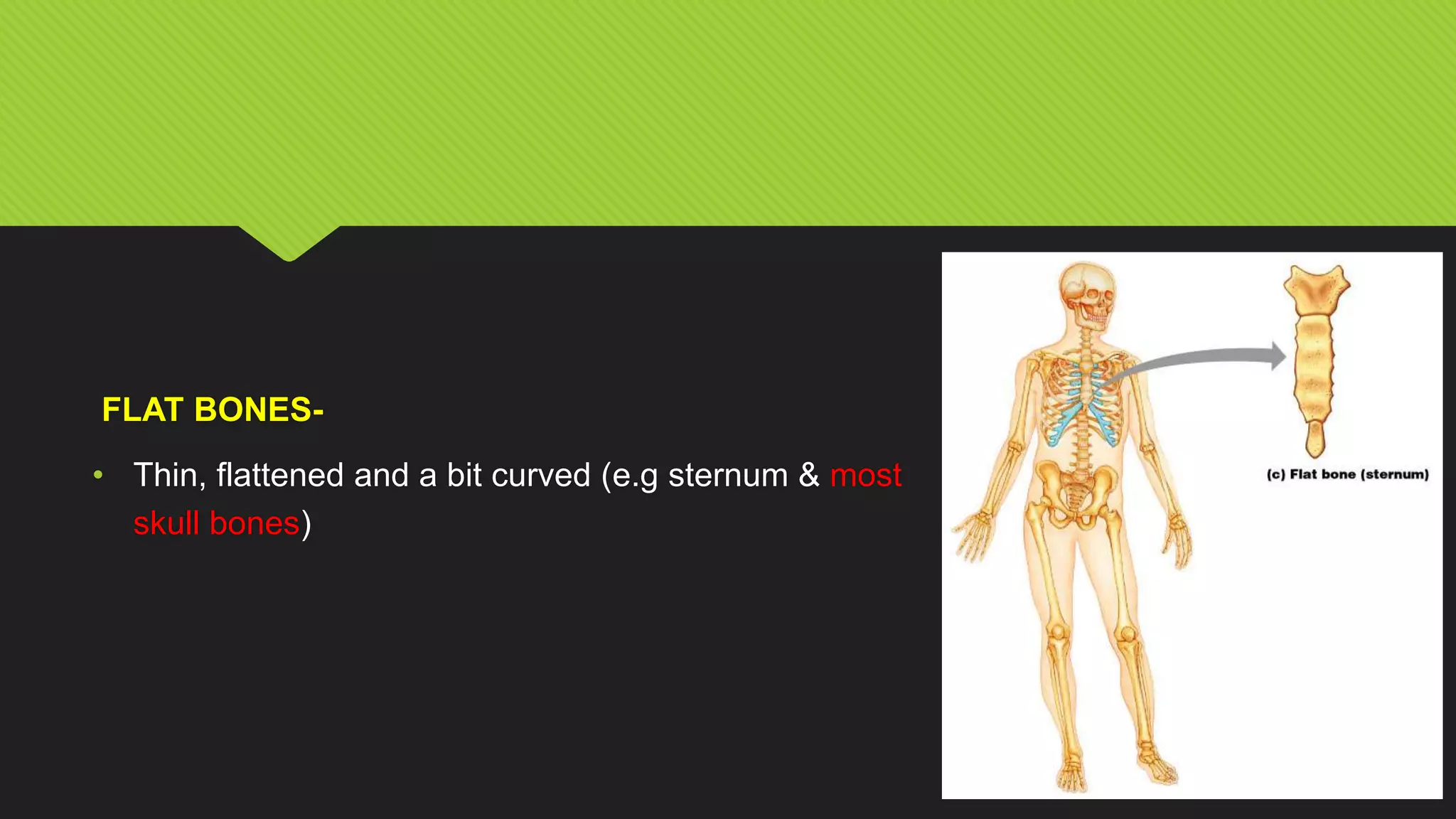 2.PHYSIOLOGY OF BONE.pptx