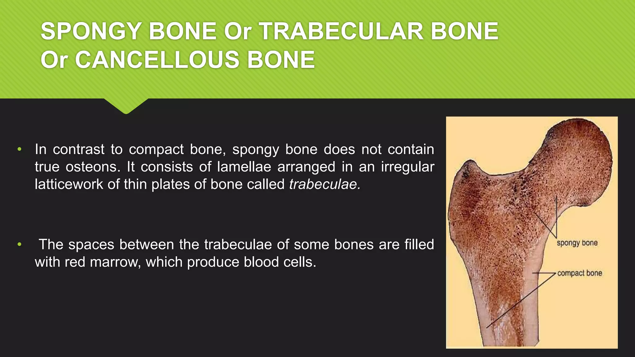 2.PHYSIOLOGY OF BONE.pptx