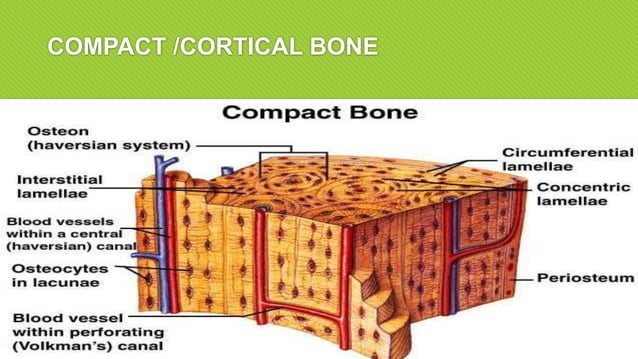 2.PHYSIOLOGY OF BONE.pptx