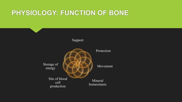 2.PHYSIOLOGY OF BONE.pptx