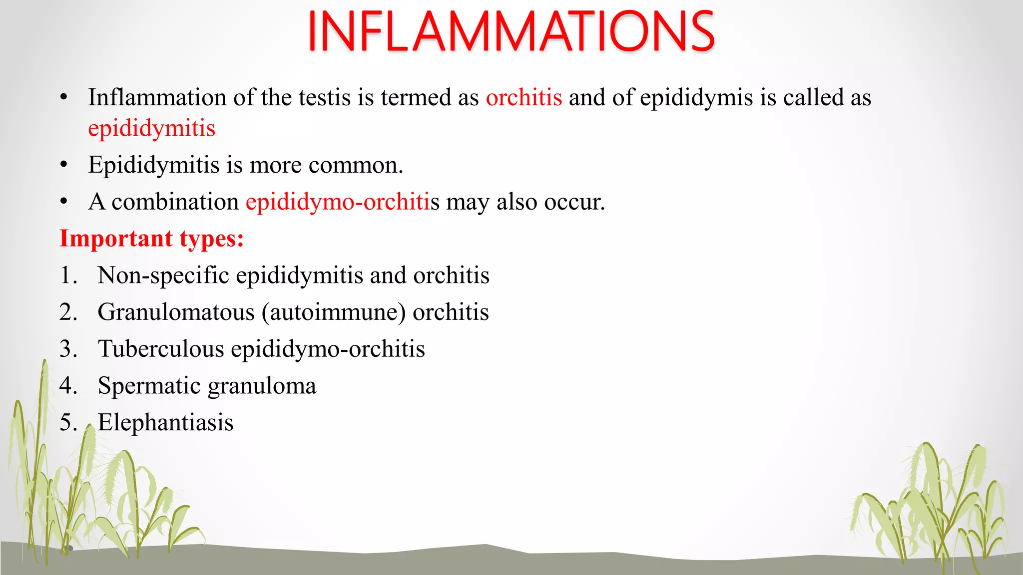 2. PATHOLOGIES OF THE TESTIS & EPIDIDYMIS.pptx
