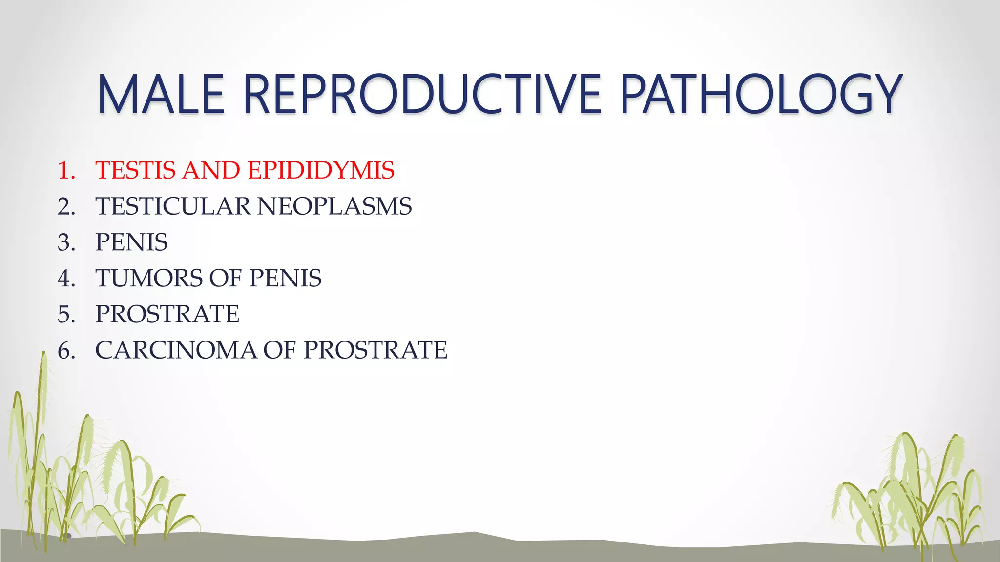 2. PATHOLOGIES OF THE TESTIS & EPIDIDYMIS.pptx
