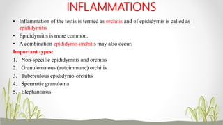 2. PATHOLOGIES OF THE TESTIS & EPIDIDYMIS.pptx