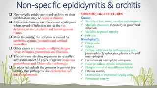 2. PATHOLOGIES OF THE TESTIS & EPIDIDYMIS.pptx