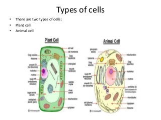 2.Anatomy (Cell.pptx) | PPTX