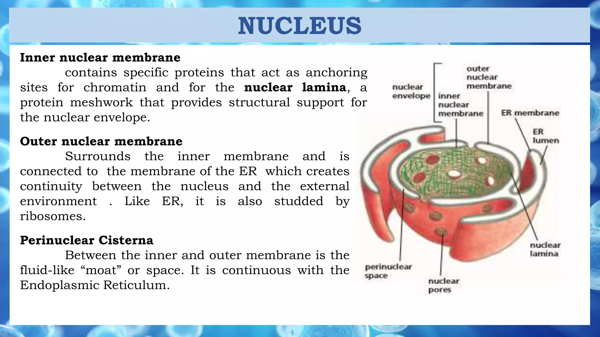 CELL ORGANELLES | PPTX