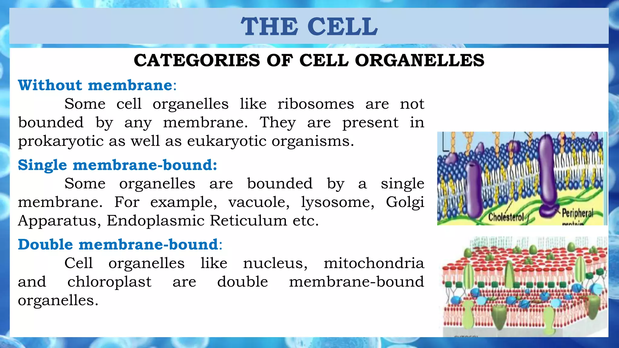 CELL ORGANELLES | PPTX