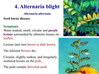 2. Chickpea & Lentil diseases.ppt | Infectious Diseases | Diseases and ...