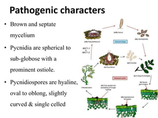 2. Chickpea & Lentil diseases.ppt | Infectious Diseases | Diseases and ...