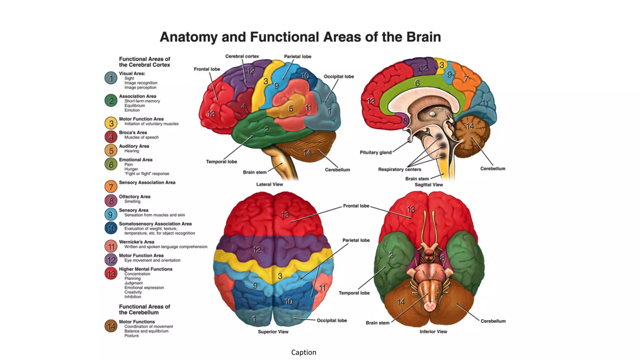 2. Stroke Localisation.pdf