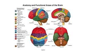 2. Stroke Localisation.pdf