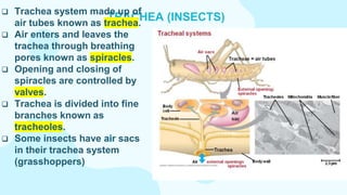 2.4 Adaptations in Respiratory System.pptx