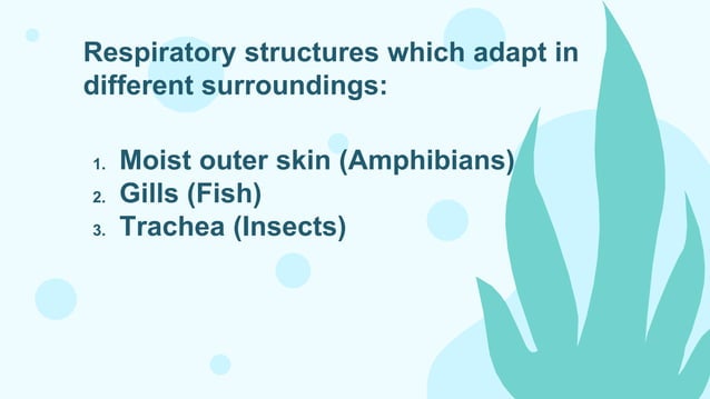 2.4 Adaptations in Respiratory System.pptx | Lung and Respiratory ...