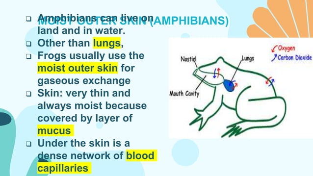 2.4 Adaptations in Respiratory System.pptx | Lung and Respiratory ...