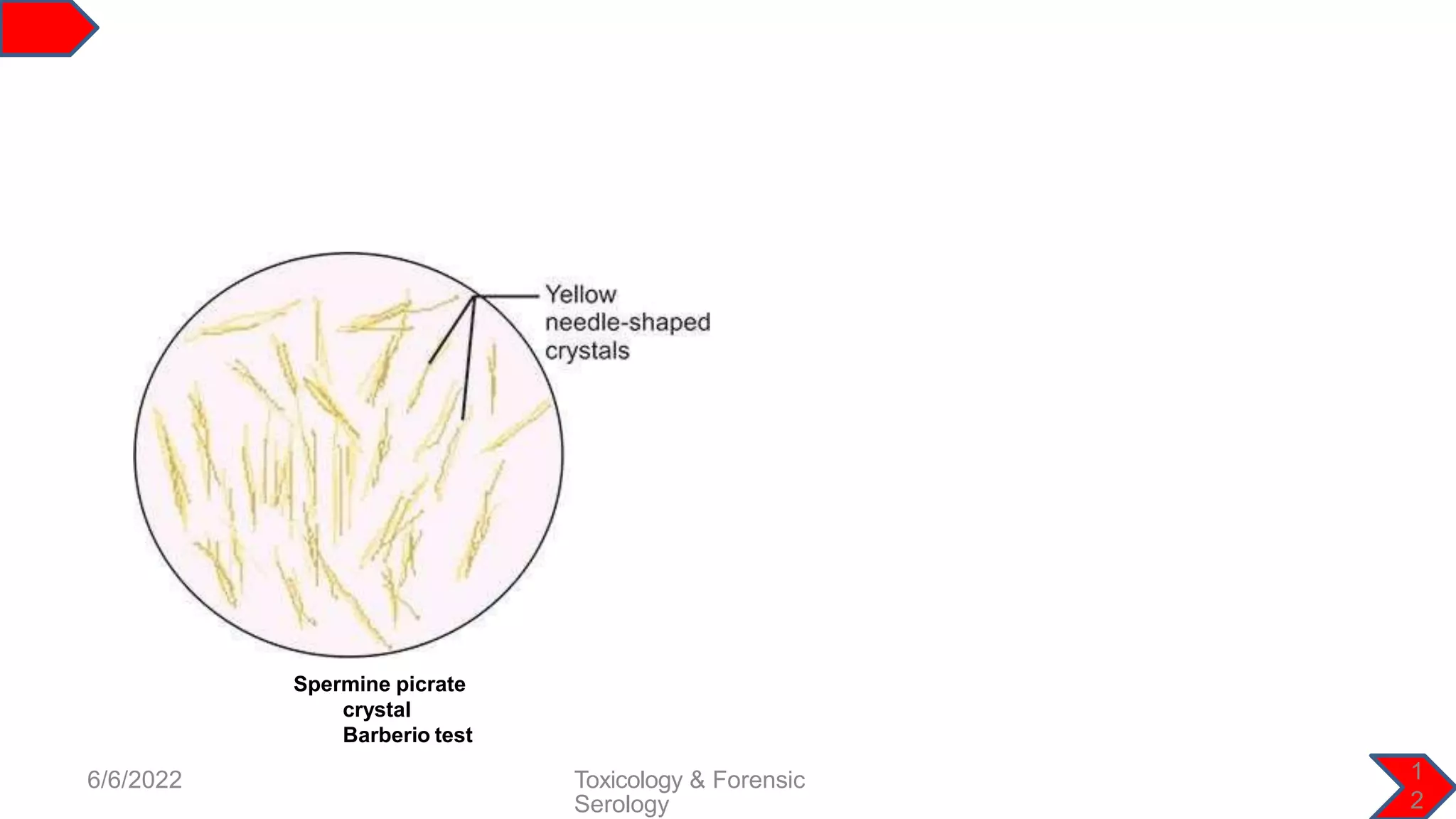 Forensic detection of seminal stains.pptx