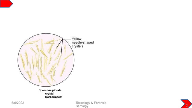 Forensic detection of seminal stains.pptx