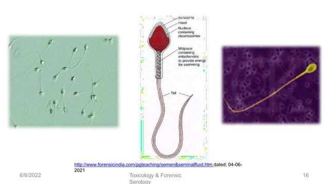 Forensic detection of seminal stains.pptx