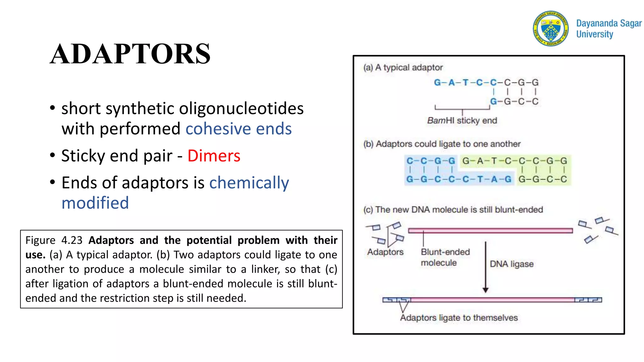 cohesive and blunt end ligation | PPTX