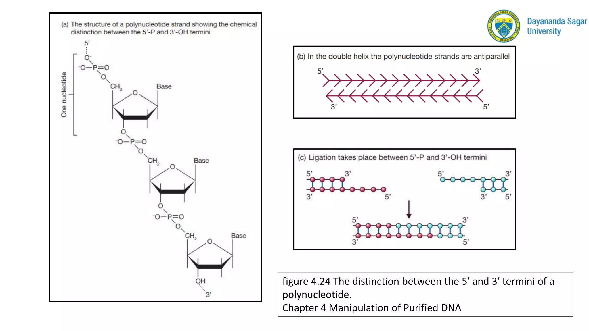 cohesive and blunt end ligation | PPTX