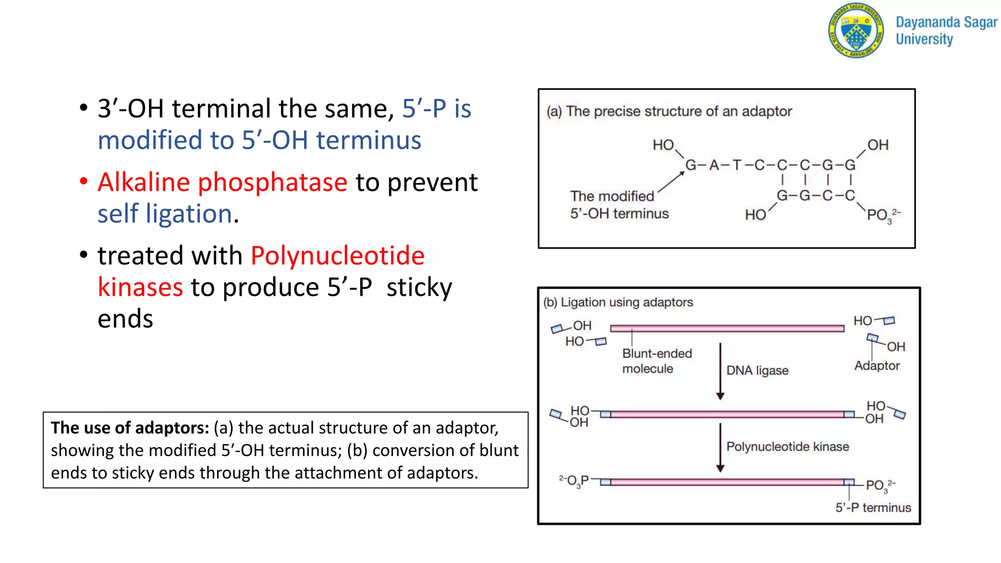 cohesive and blunt end ligation | PPTX