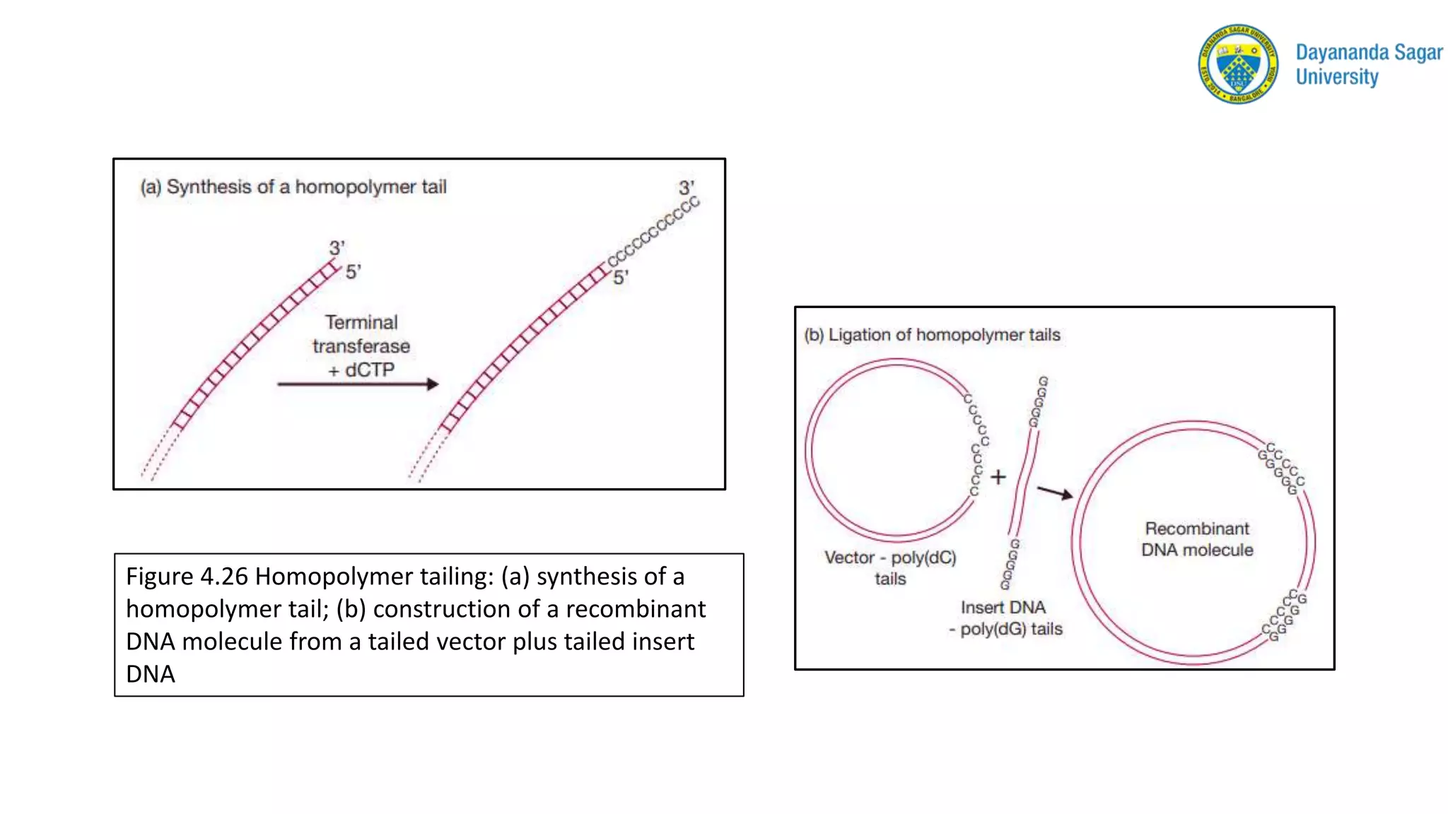 cohesive and blunt end ligation | PPTX