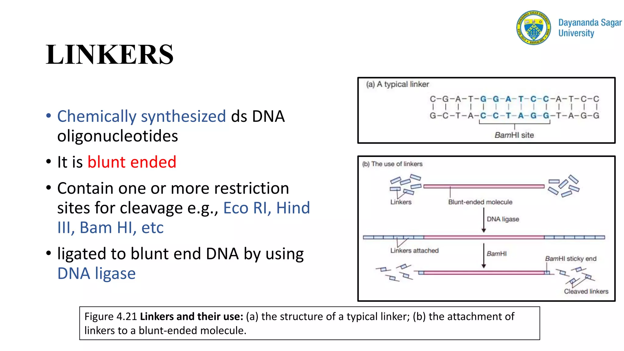 cohesive and blunt end ligation | PPTX