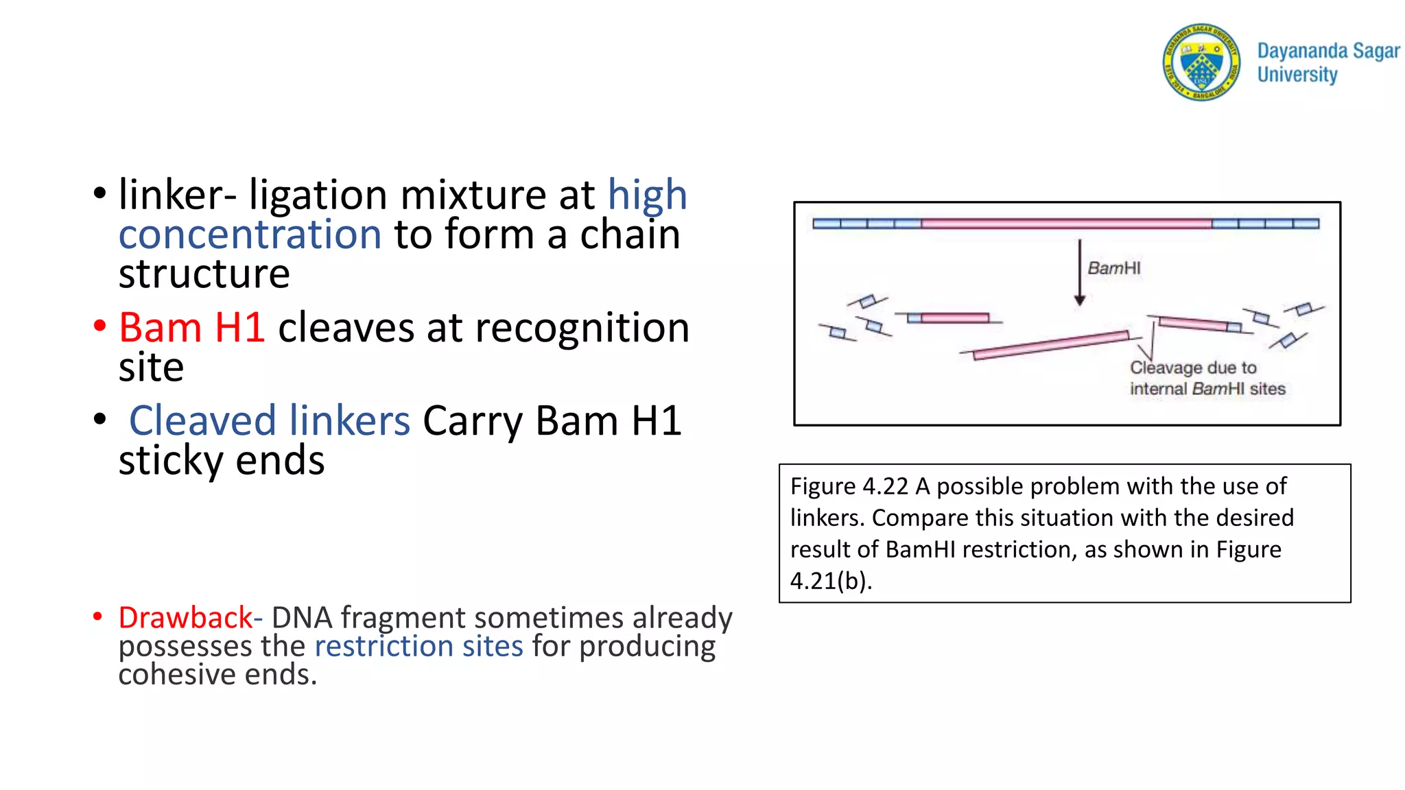 cohesive and blunt end ligation | PPTX