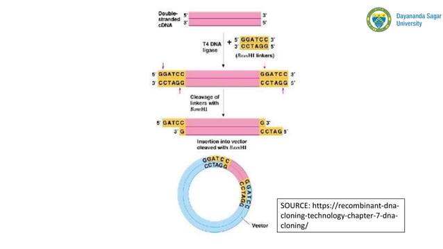 cohesive and blunt end ligation