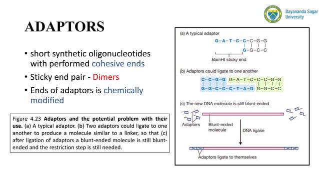 cohesive and blunt end ligation | PPTX | Chemistry | Science