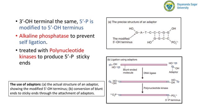 cohesive and blunt end ligation | PPTX | Chemistry | Science